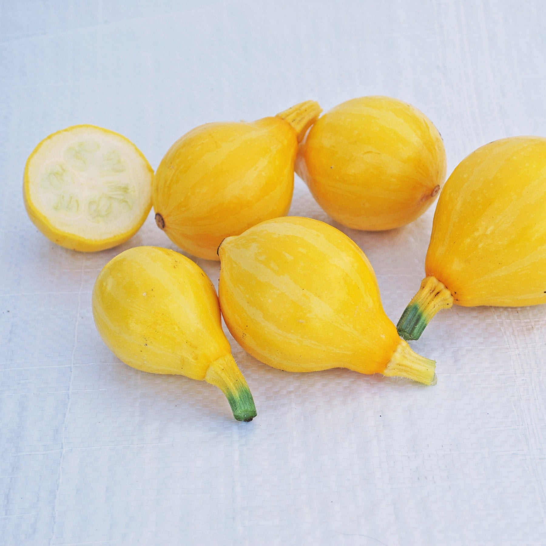 Lemon Squash – MIgardener