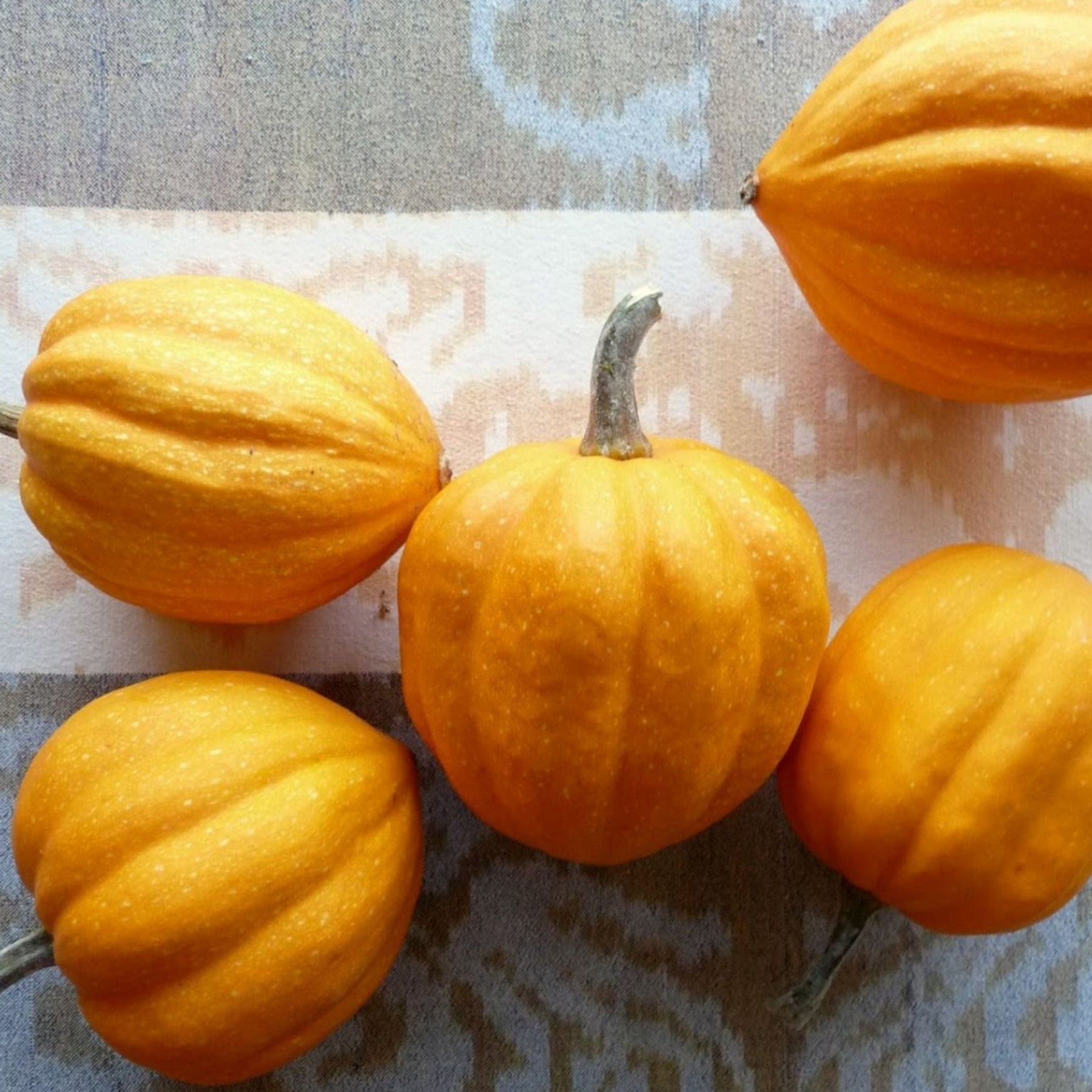 Gill's Golden Pippin Squash – MIgardener