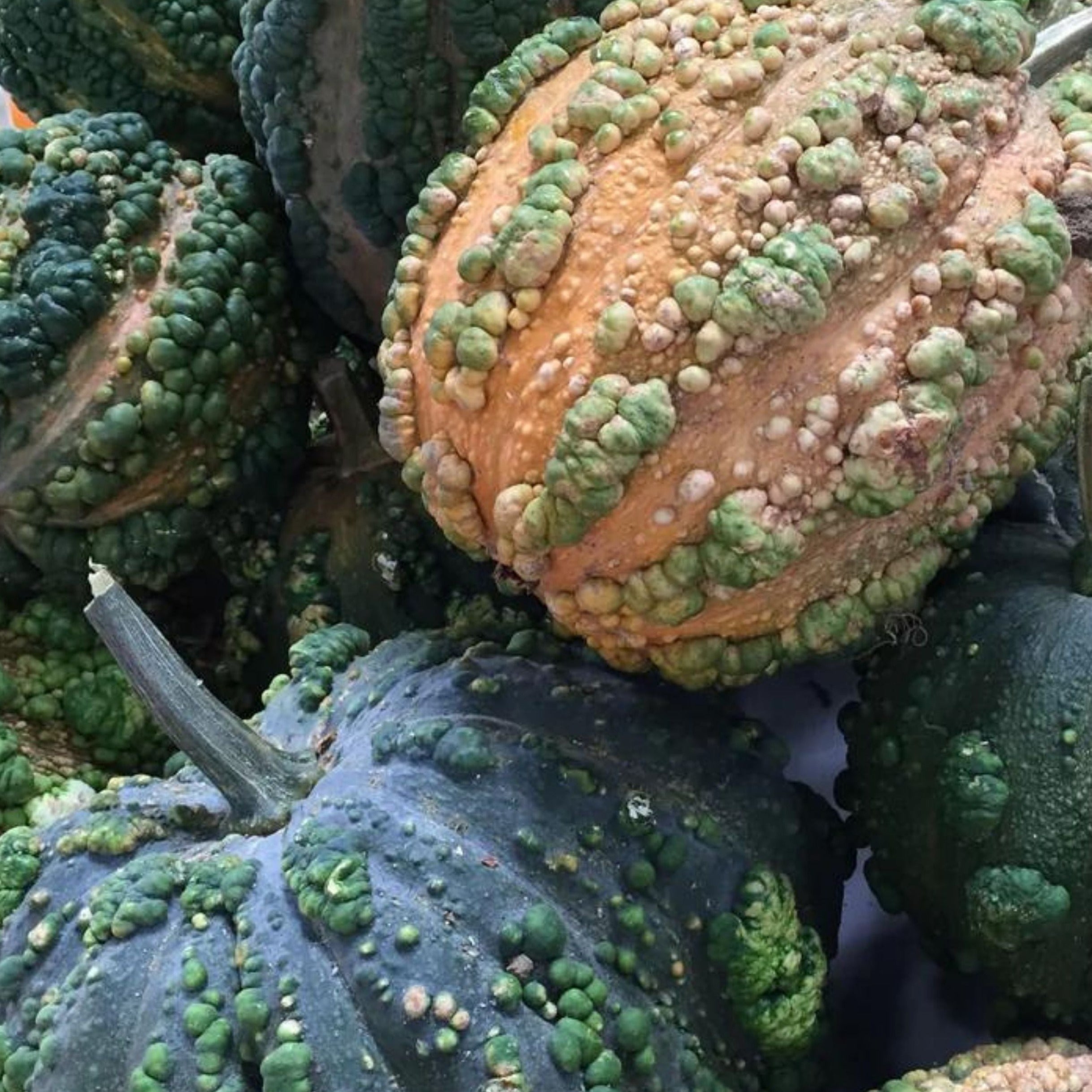 Musquee De Maroc Squash – MIgardener