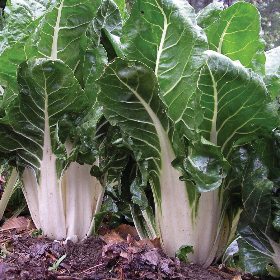 Fordhook Giant Swiss Chard – MIgardener