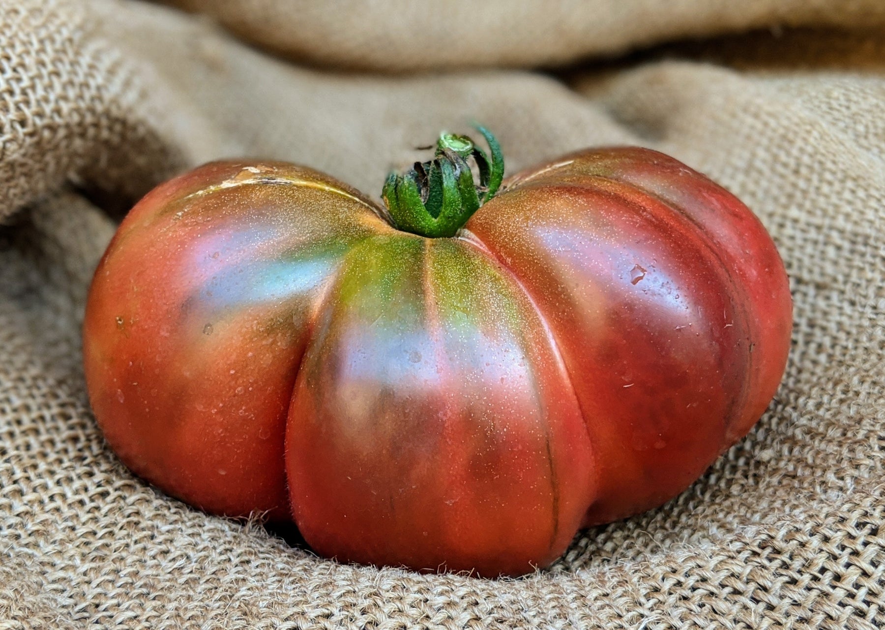 Cherokee Purple Tomato – MIgardener