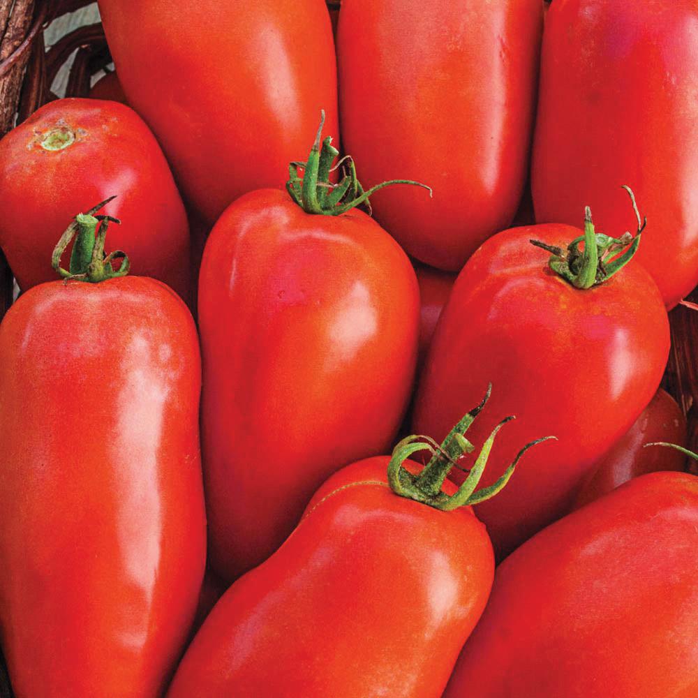 Roma Tomato – MIgardener