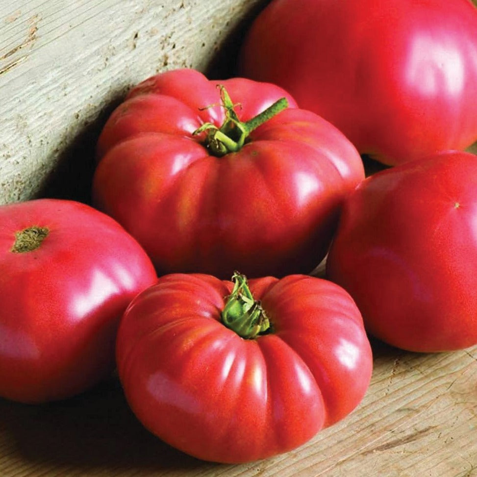 German Johnson Tomato – MIgardener