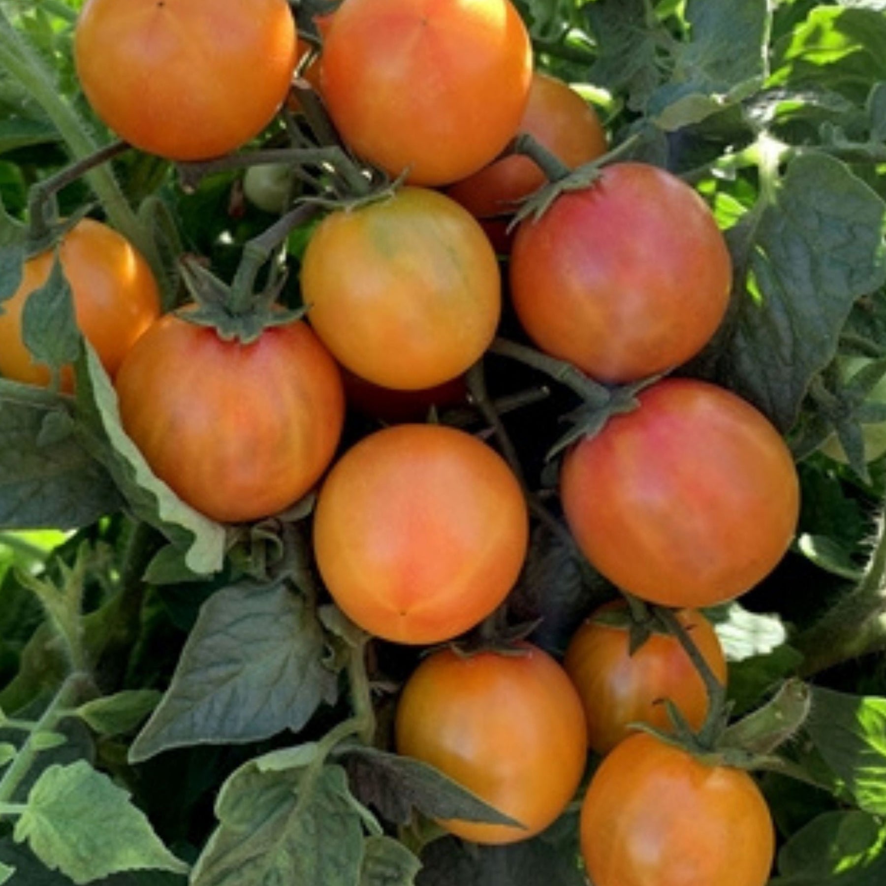 Isis Candy Tomato – MIgardener