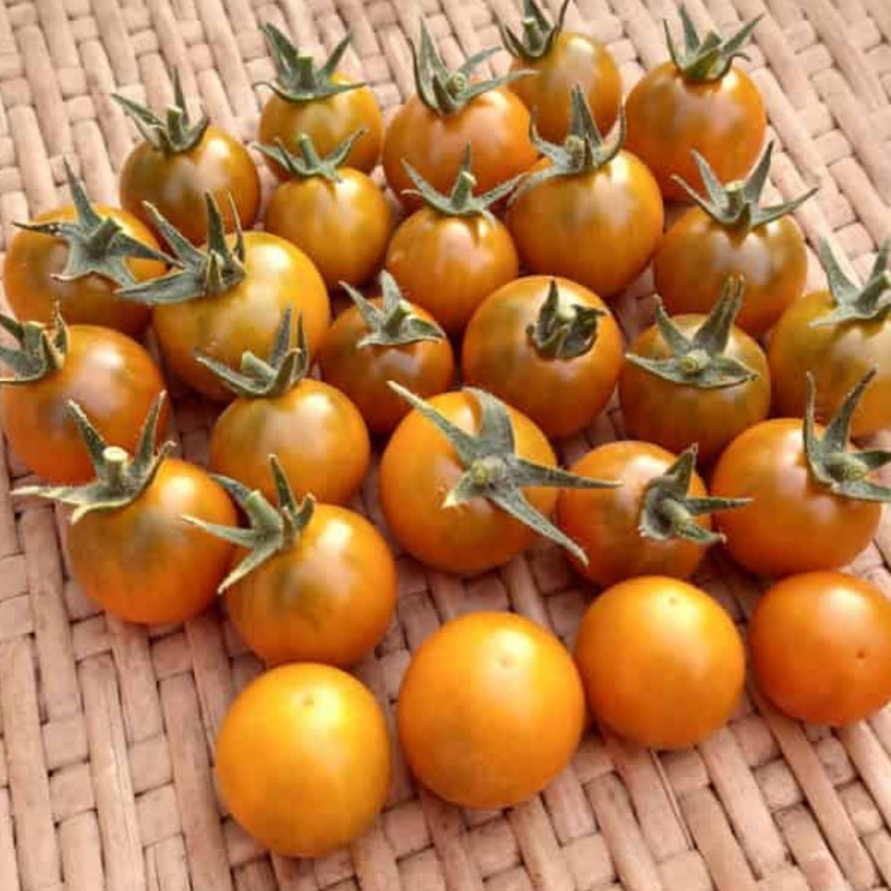 Dark Orange Muscat Tomato – MIgardener