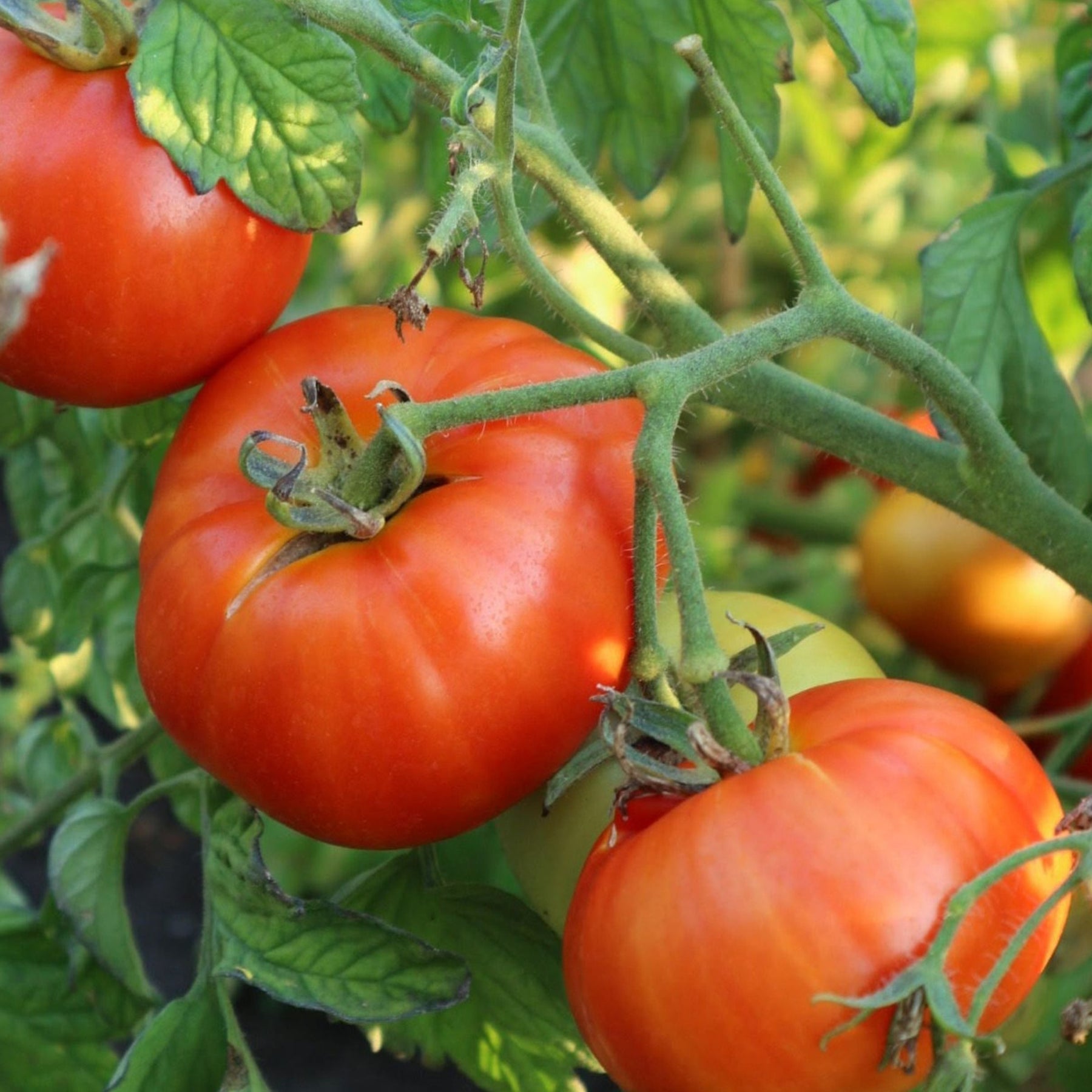 Mountain Princess Tomato – MIgardener