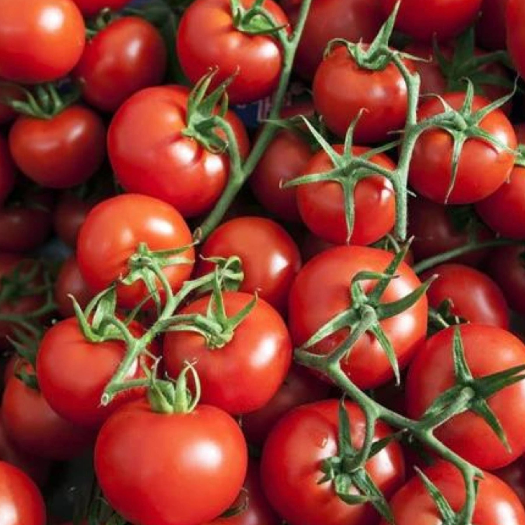 Small Red Cherry Tomato – MIgardener