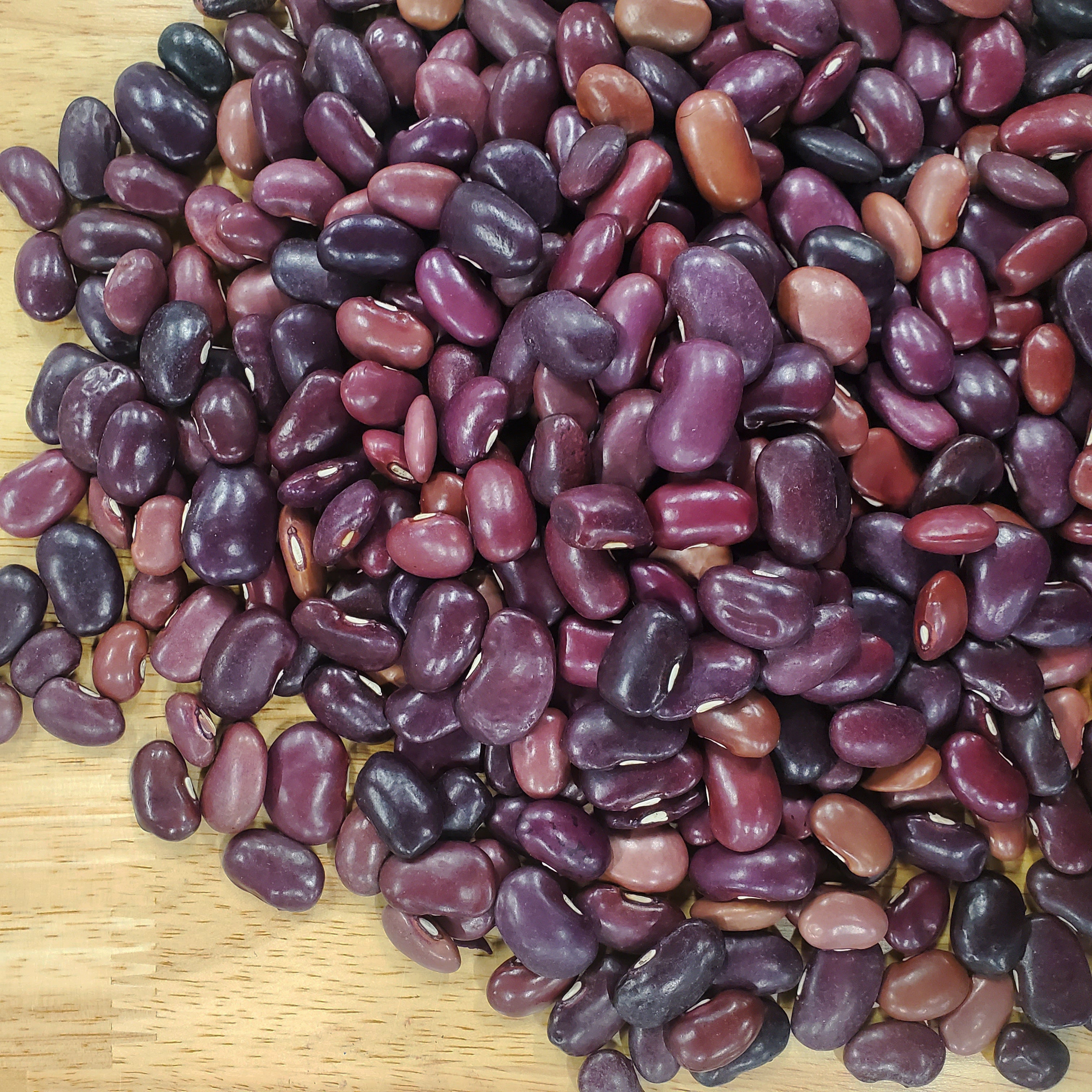 Ayocote Morado Bean – MIgardener