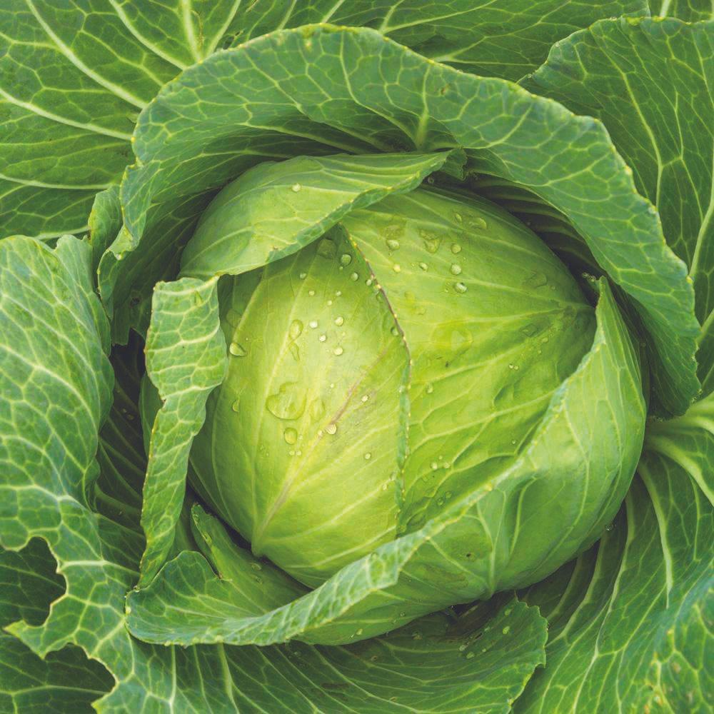 Golden Acre Cabbage – MIgardener
