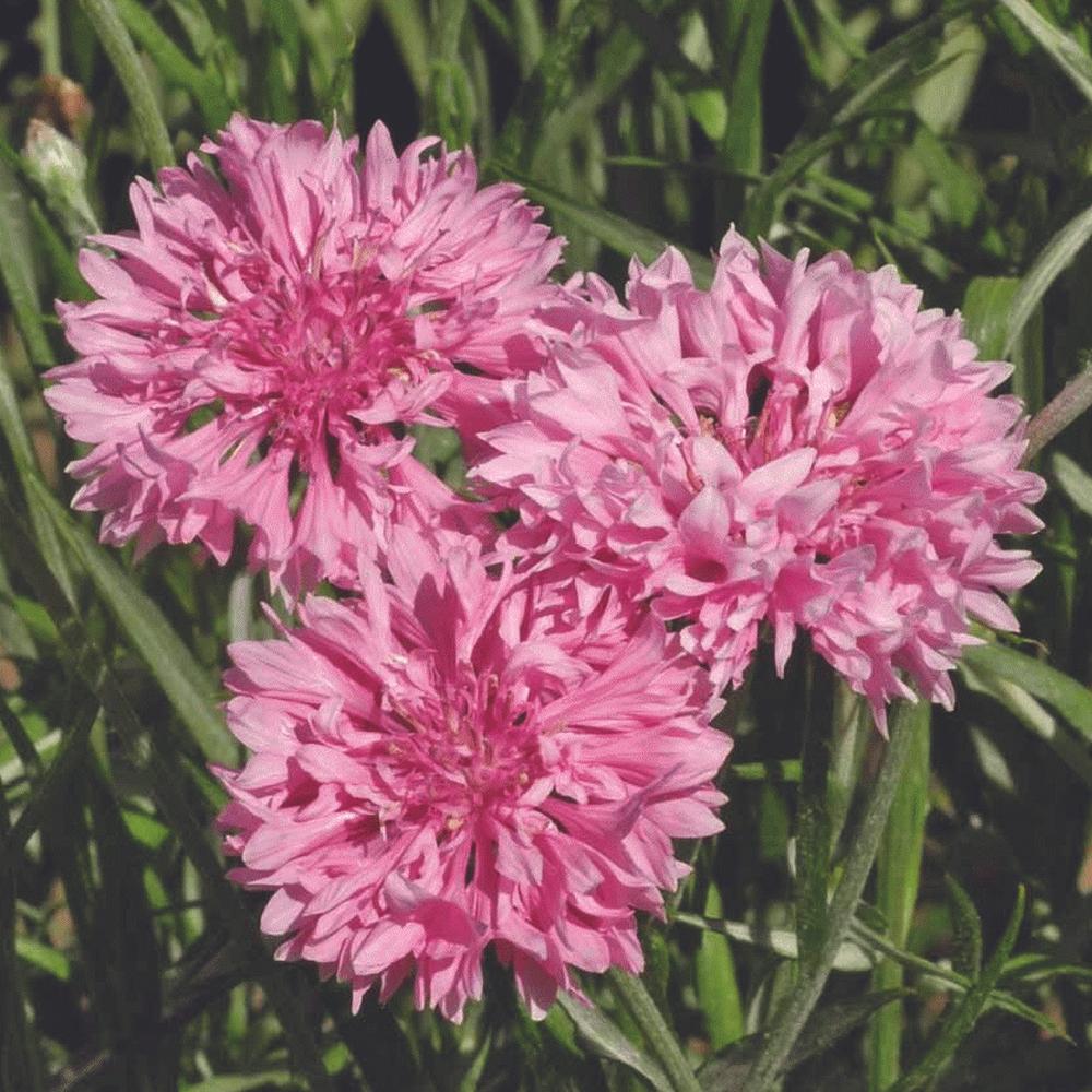 Bachelor's Button Pink – MIgardener