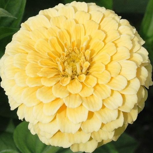Yellow Zinnia