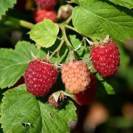 Latham Raspberry – MIgardener