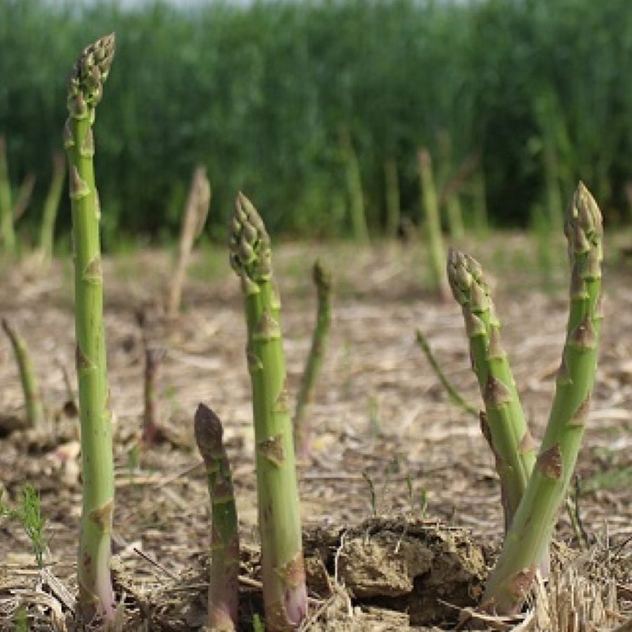 Spring Planted – MIgardener