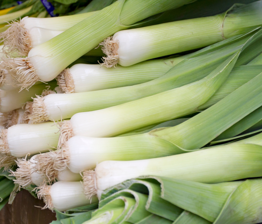 Carentan Leek – MIgardener