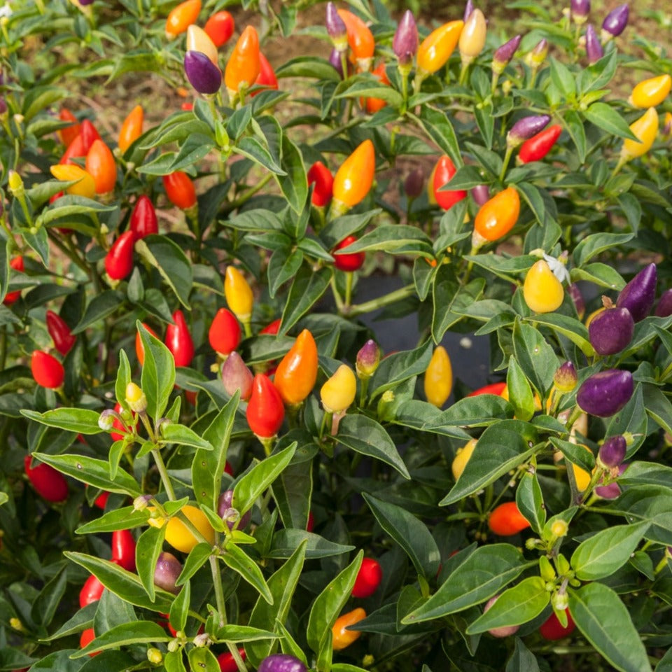 Firecracker Ornamental Pepper – MIgardener