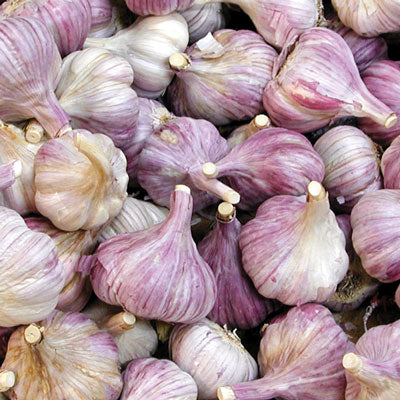 Garlic Persian Star