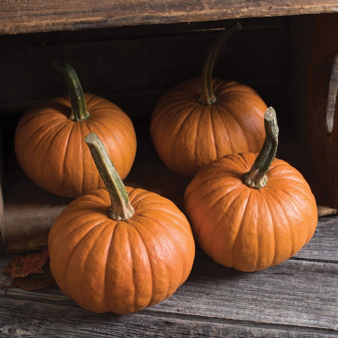 Baby Bear Pumpkin – MIgardener