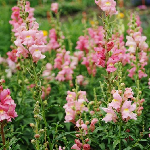Rose Snapdragon – MIgardener