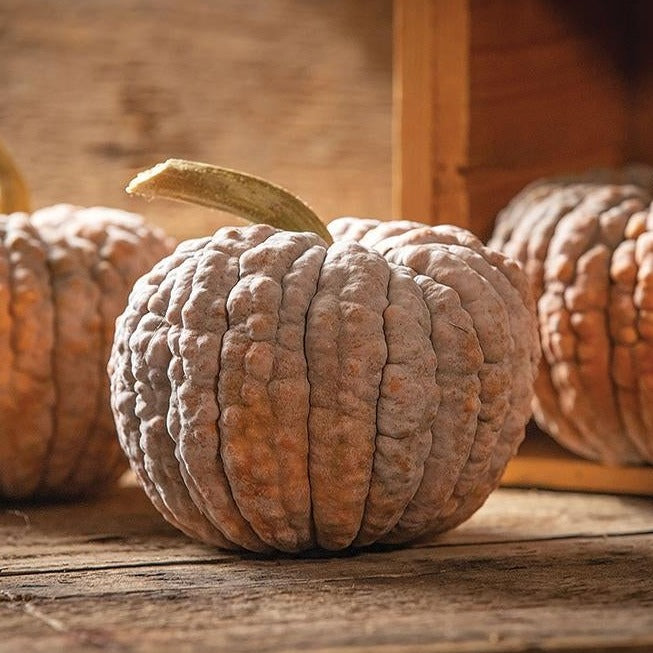 Black Futsu Squash – MIgardener