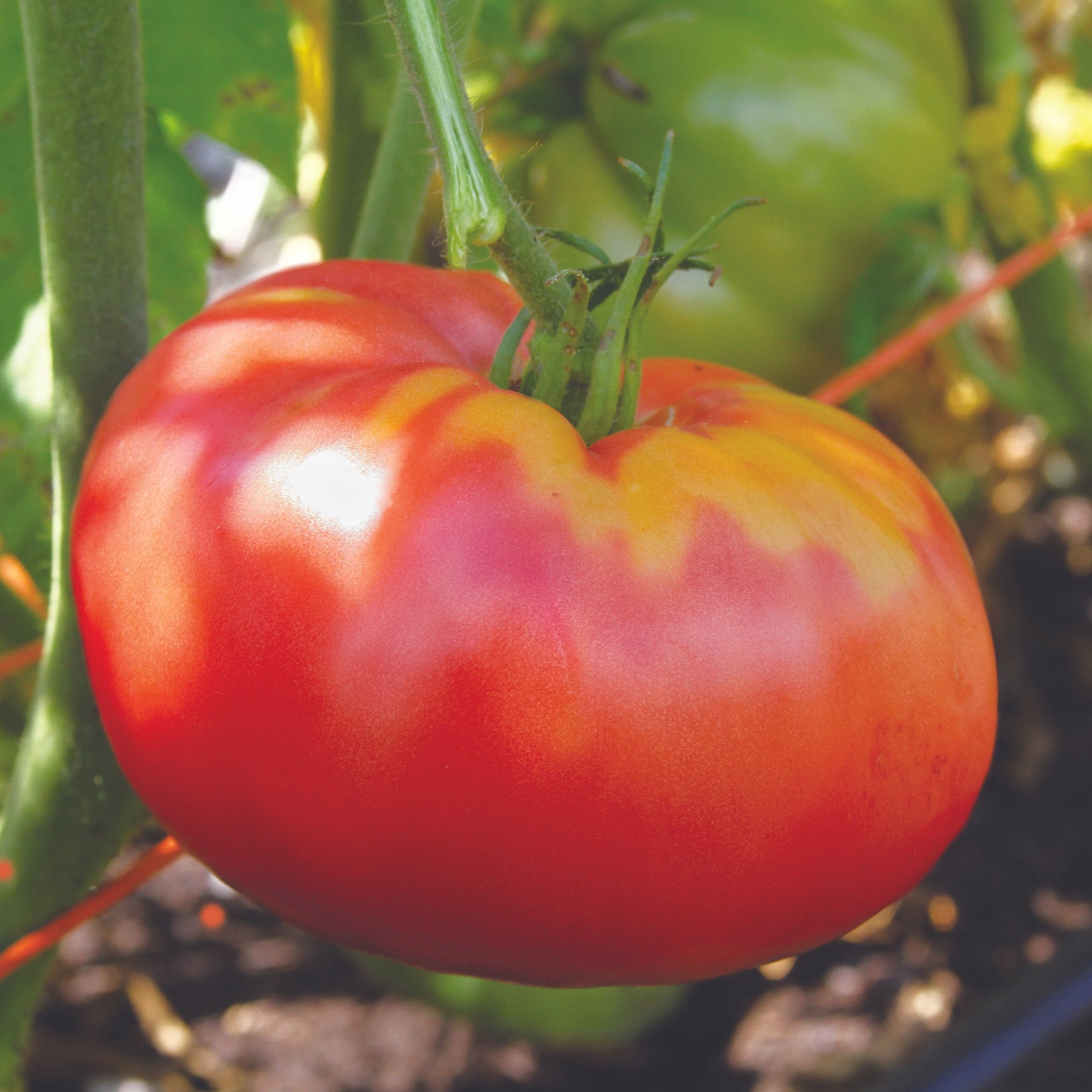 German Pink Tomato – MIgardener