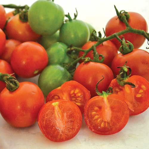 Tommy Toe Tomato – MIgardener